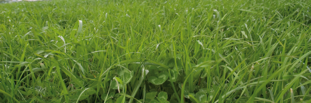 Agrichemicals – Donaghys Ltd